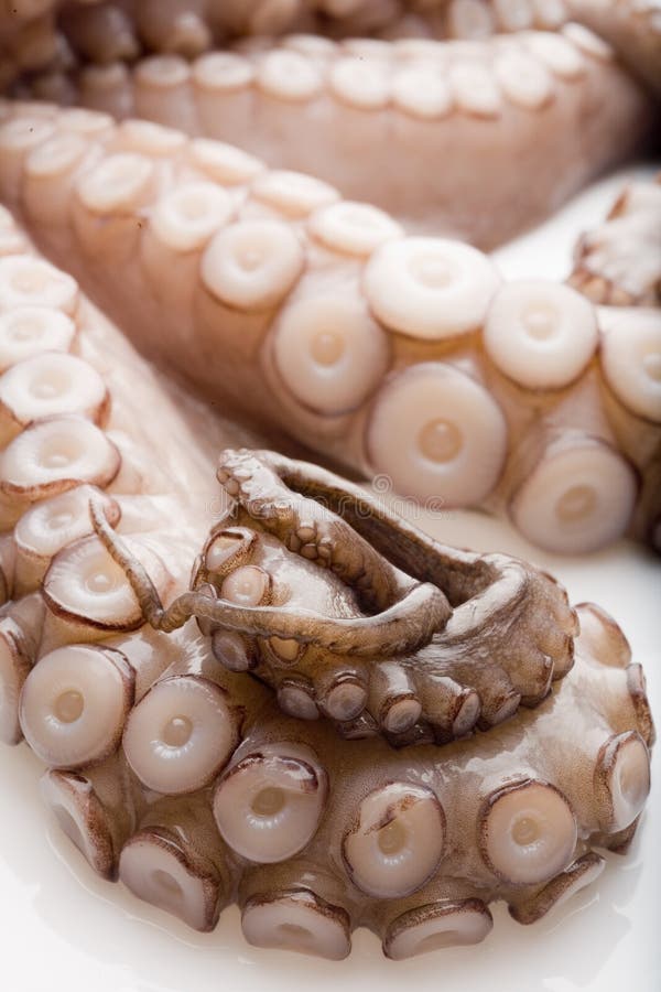 Polvo fresco foto de stock. Imagem de cultura, frescor - 12362348