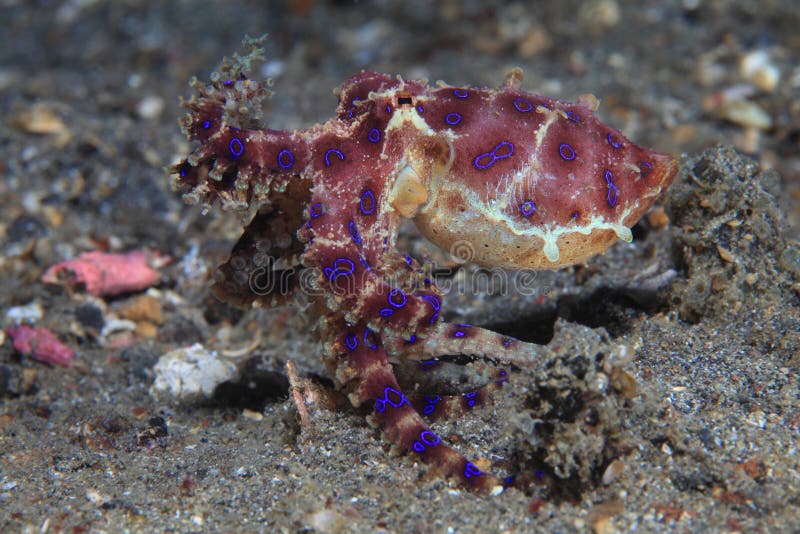 Retrato Macro Subaquático Do Polvo Do Coco Na Areia Foto de Stock ...