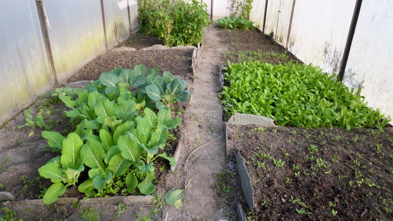 Polyfarm Diversity: Green Vegetables & Herbs in Himalayan Foothills ...