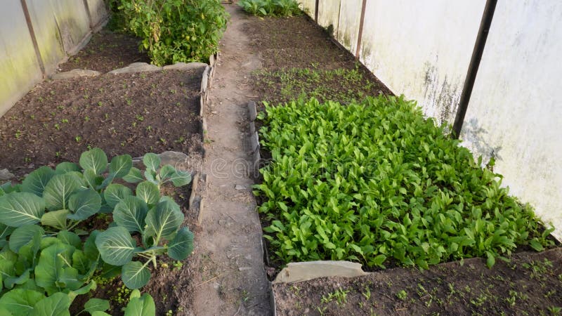 Polyfarm Diversity: Green Vegetables & Herbs in Himalayan Foothills ...