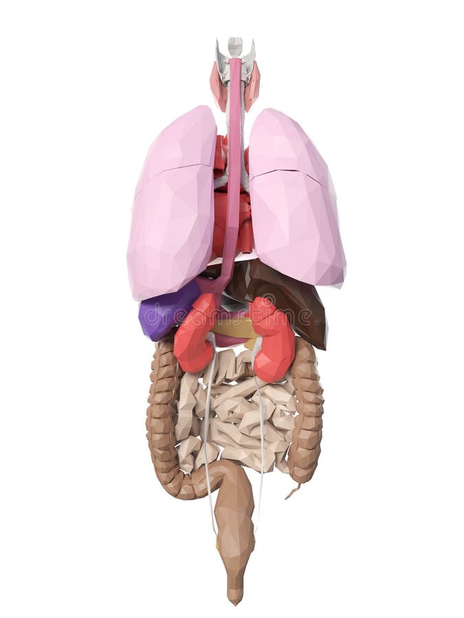 Poly style organs stock illustration. Illustration of shape - 141768645