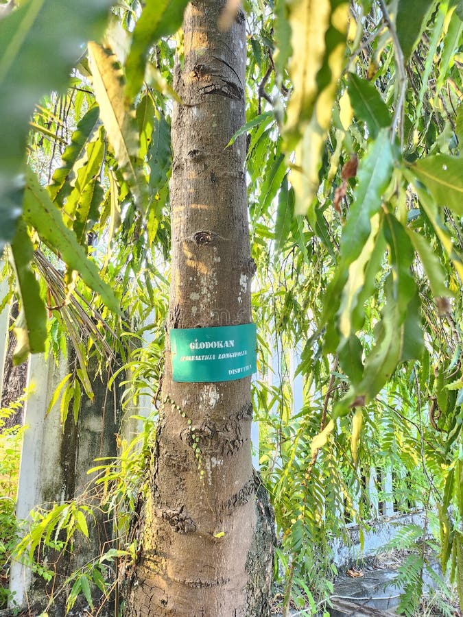 Polyalhtia Longifolia tree stock image. Image of polyalthia - 285686573