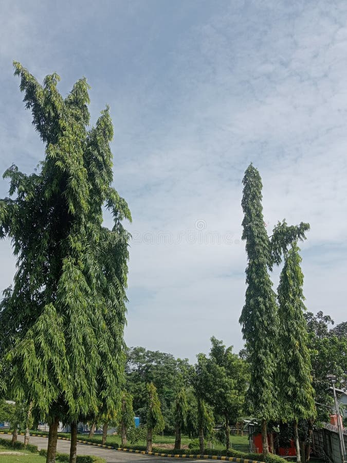 Polyalthia Longifolia or Often Also Called Glodogan Tiang is One of the ...