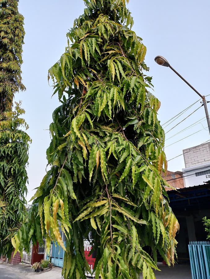 Polyalthia longifolia stock photo. Image of grow, towering - 322811796