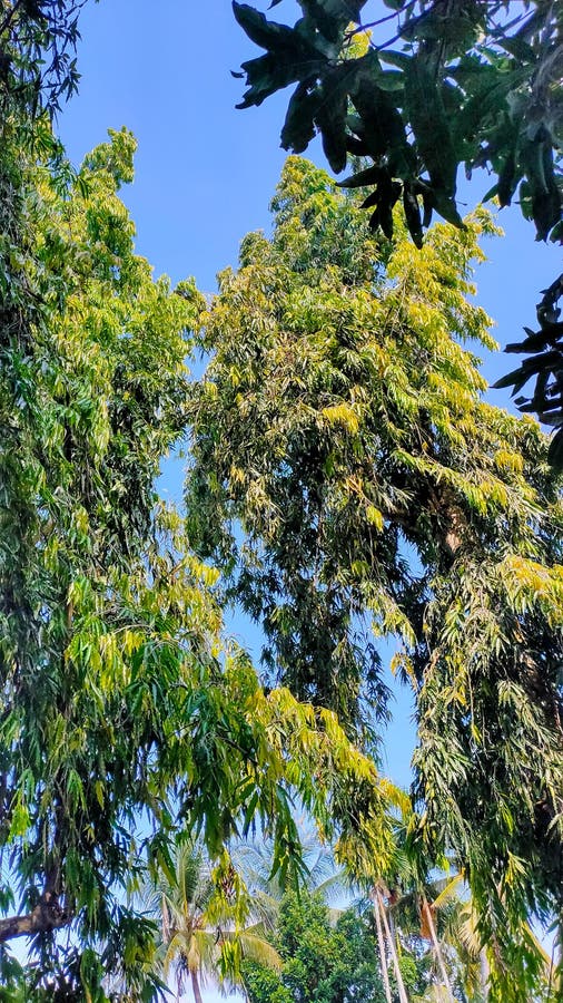 Polyalthia Longifolia is a Tree that Has Dense Leaves Stock Image ...