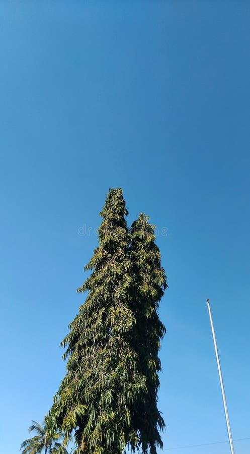 Polyalthia Longifolia Tree or Mast Tree or Sun Tamarind Tree with Blue ...