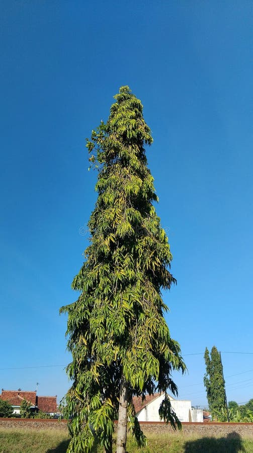 Polyalthia Longifolia Tree or Mast Tree or Sun Tamarind Tree with Blue ...