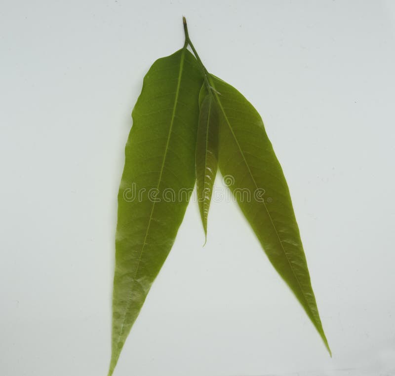 Polyalthia Longifolia Var Pendula - Leaves, Monoon Longifolium. Stock ...