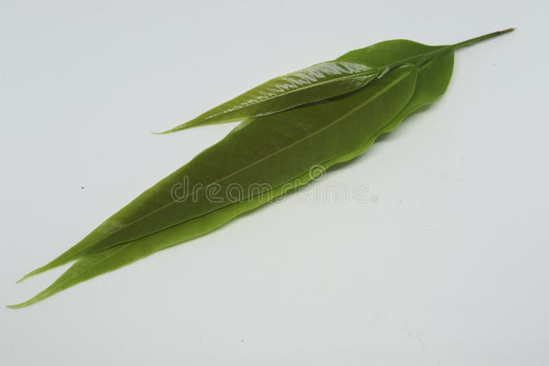 Polyalthia Longifolia Var Pendula - Leaves, Monoon Longifolium. Stock ...