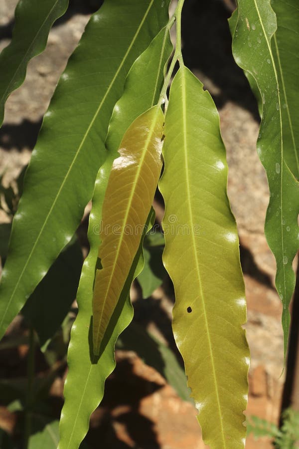 Polyalthia Longifolia Var. Pendula - Leaves, Monoon Longifolium Trees ...