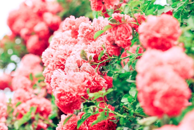 Polyantha rose stock photo. Image of bloom, symbol, garden - 11331014