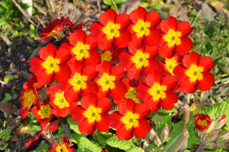 582 Red Polyanthus Stock Photos - Free & Royalty-Free Stock Photos from ...