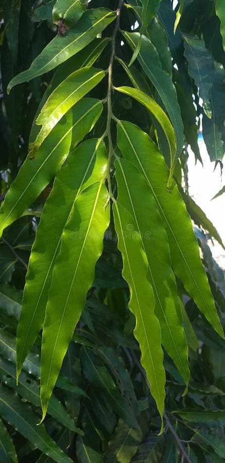 Polyathia Longifolia stock photo. Image of bones, produce - 279550648