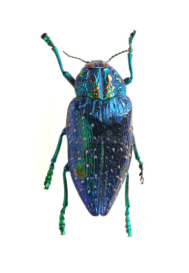 Blue Jewel Beetle from Madagascar (Polybothris Sumptuosa Gema) Stock ...