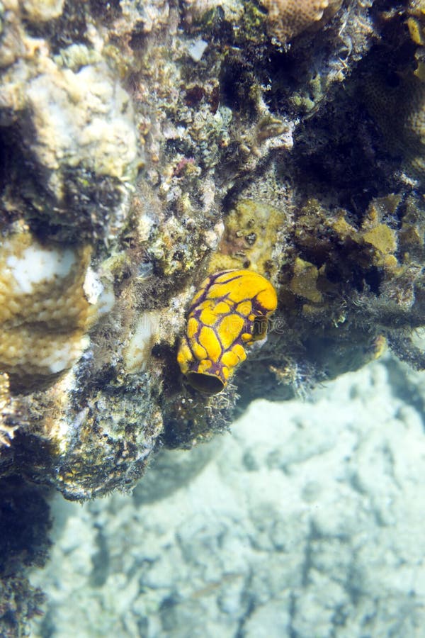 A Polycarpa Aurata in the Sea of Togian Islands Stock Photo - Image of ...