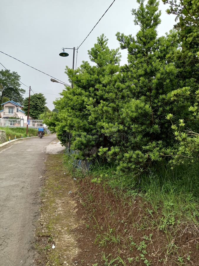 Polycarpus Tree Stock Photos - Free & Royalty-Free Stock Photos from ...