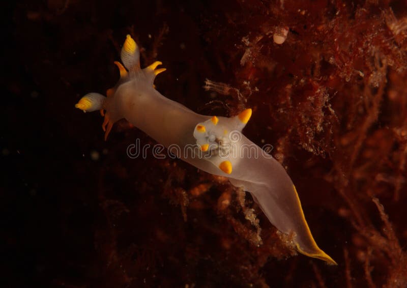 Polycera faeroensis stock image. Image of finistere, nudibranch - 20925407