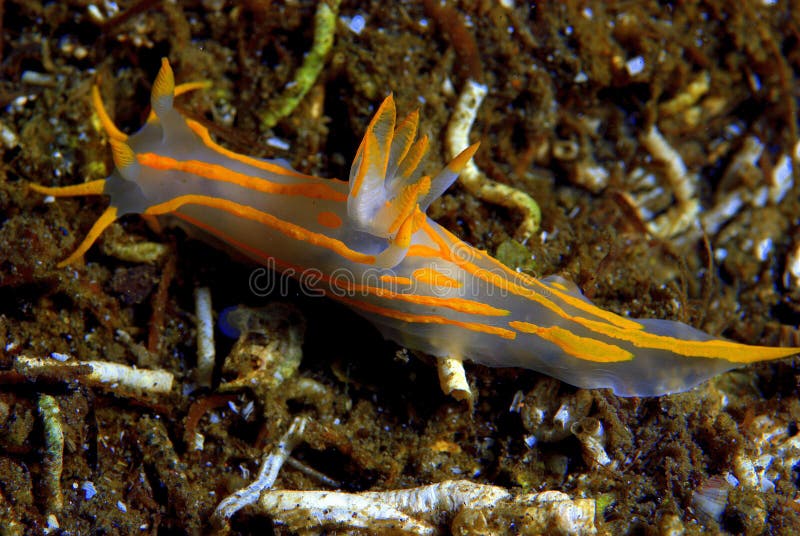 Polycera stock image. Image of island, afric, gobius - 84595563