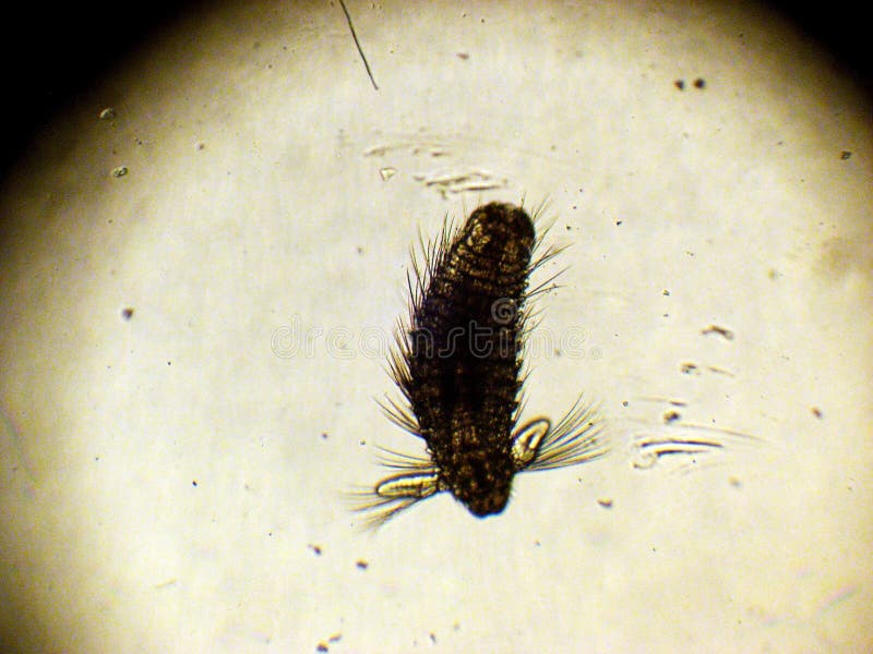 Polychaeta stock image. Image of segmention, microscope - 45578765