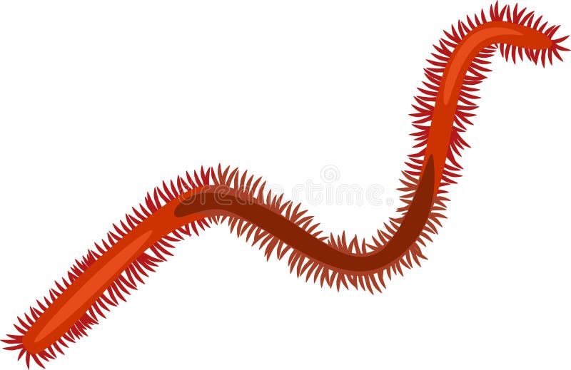 Polychaetes Stock Illustrations – 10 Polychaetes Stock Illustrations ...