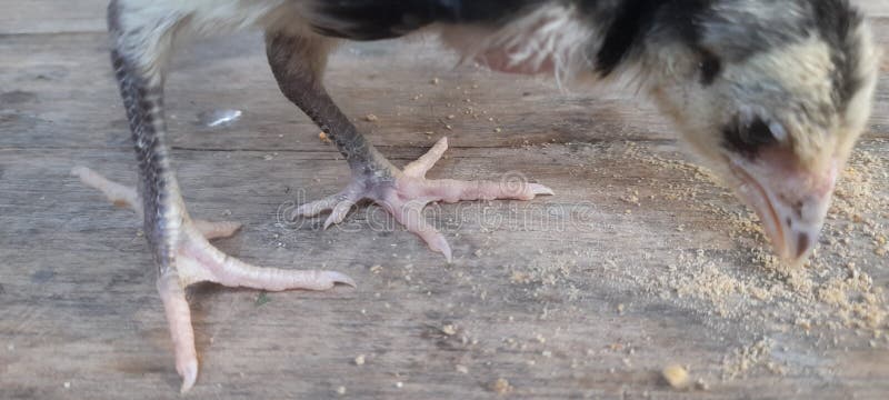 Polydactyly chicken stock image. Image of animal, carnivore - 336115687
