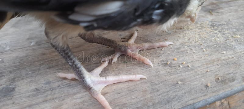 Polydactyly chicken stock photo. Image of reptile, carving - 336115730