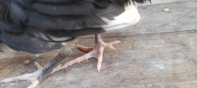 Polydactyly chicken stock image. Image of waterbird - 336115709