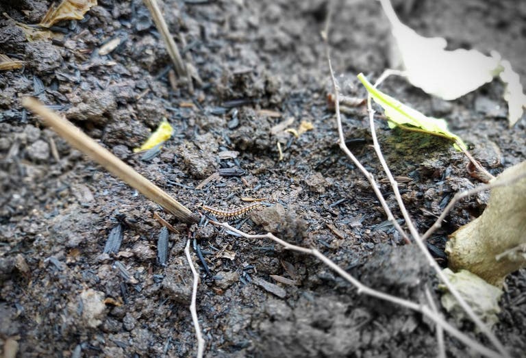 Centipede stock image. Image of centipede, nature, flower - 336006123