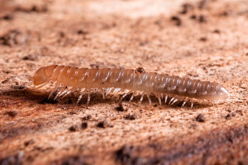 Polydesmus on wood macro stock photo. Image of arthropods - 28663164