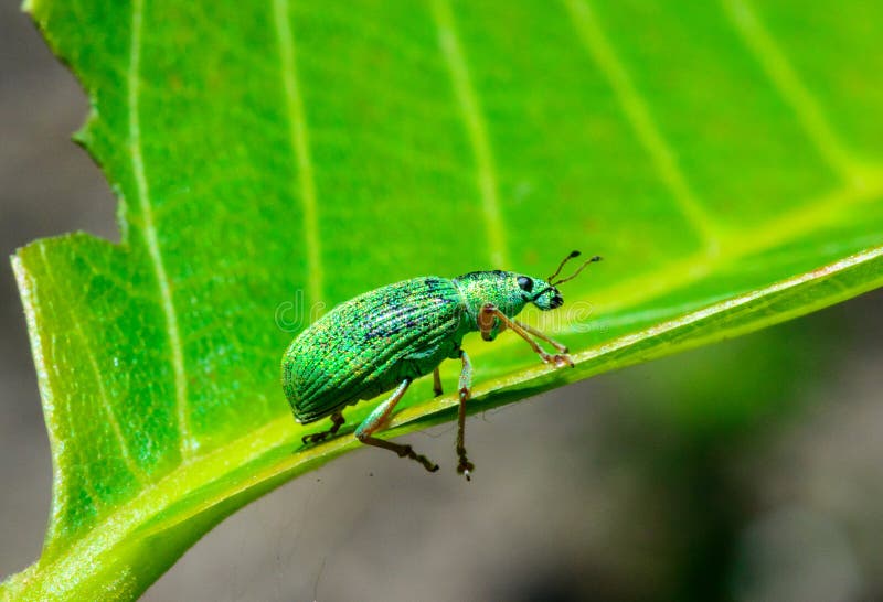 Polydrusus Formosus - Green Shiny Beetle Weevil on a Green Leaf Stock ...