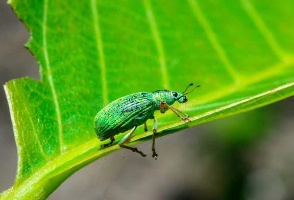 Polydrusus Formosus - Green Shiny Beetle Weevil on a Green Leaf Stock ...