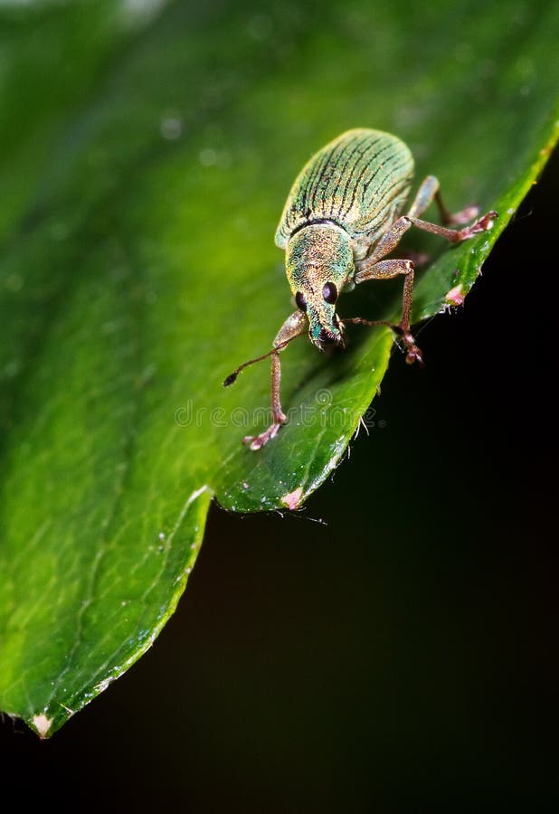 Polydrusus Sericeus, Green Immigrant Leaf Weevil, Blue Bug Stock Image ...
