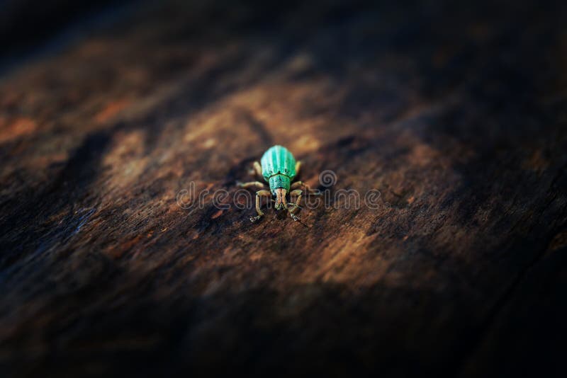 Polydrusus Sericeus, Green Immigrant Leaf Weevil, Blue Bug Stock Image ...