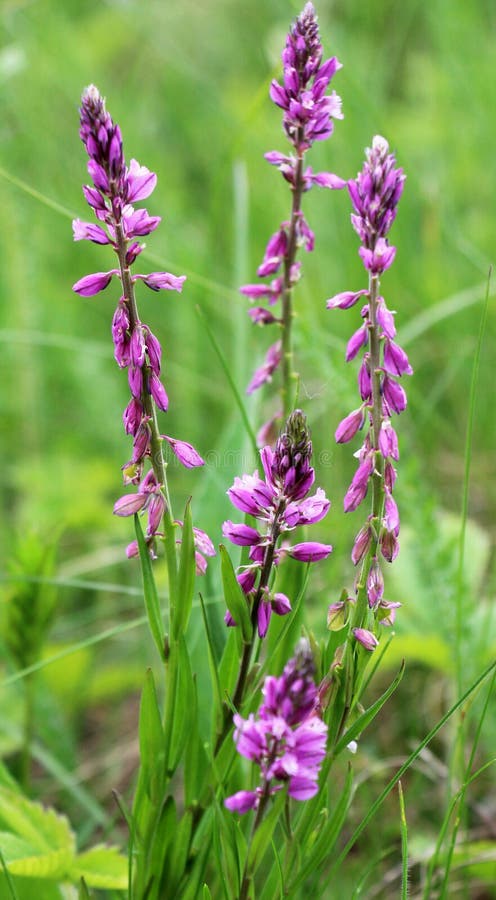 Polygala Comosa Blooms in Nature Stock Image - Image of pink ...