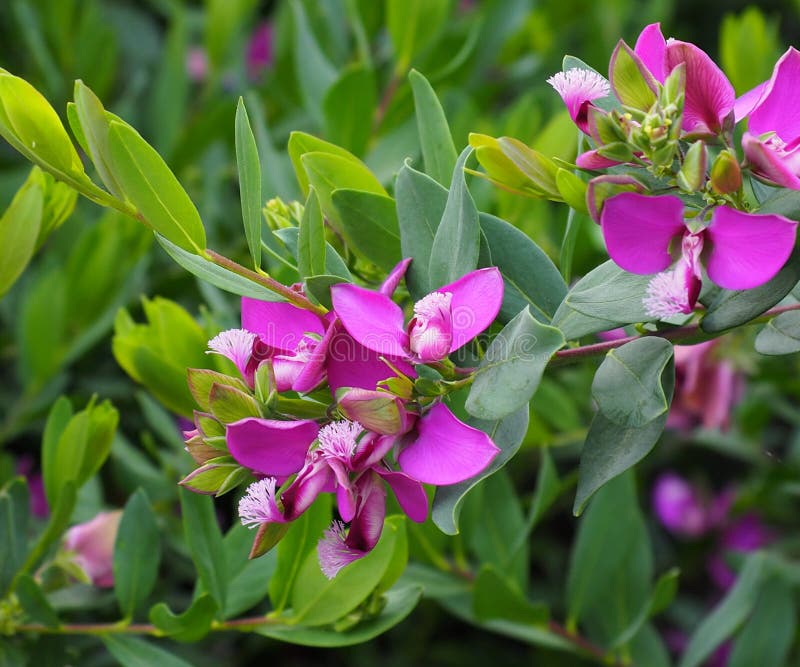 Polygala or Milkwort in Crete Greece Stock Image - Image of flower ...