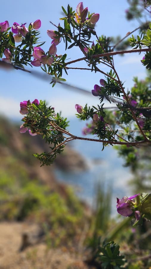 Polygala Myrtifolia in the Summer Seasone Stock Image - Image of food ...
