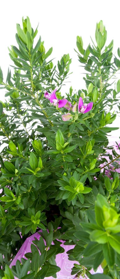 Polygala polygala stock image. Image of plant, tiny, limestone - 37628049