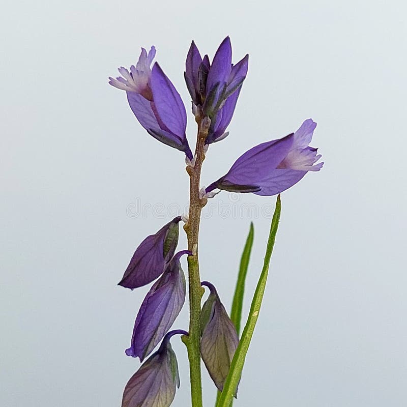 Polygala vulgaris stock photo. Image of herbaceous, procession - 280493558