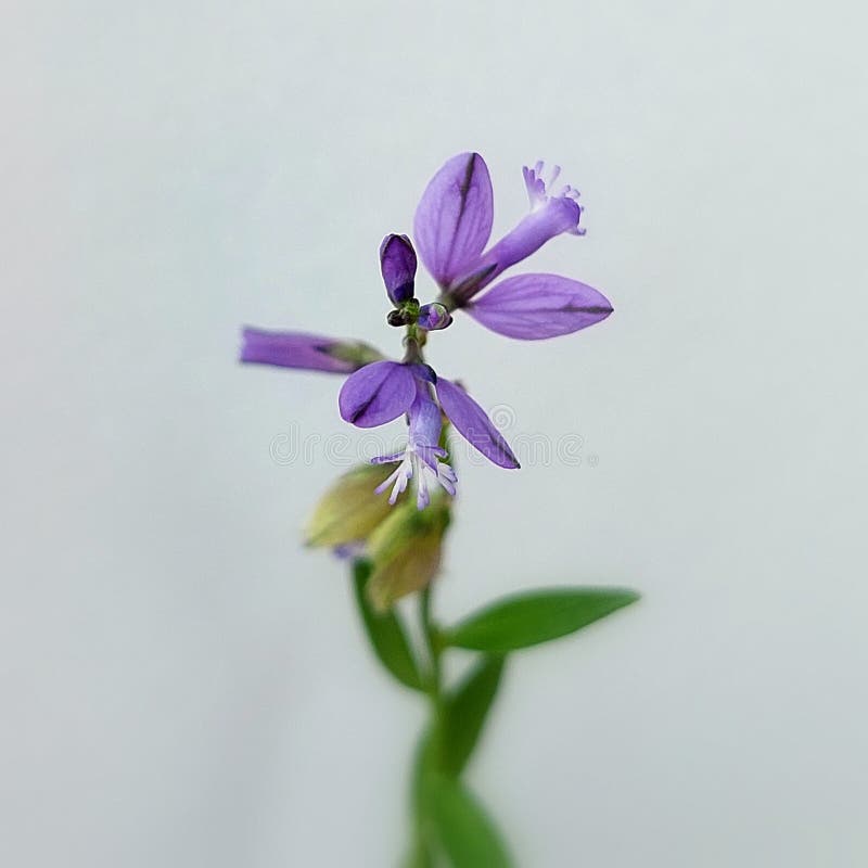 Polygala vulgaris stock photo. Image of common, flower - 282310550