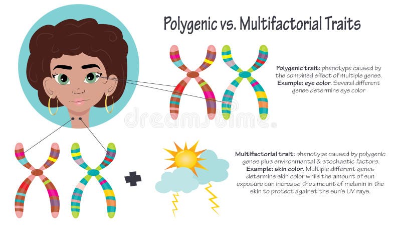 Polygenic Versus Multifactorial Genetic Traits Stock Vector ...