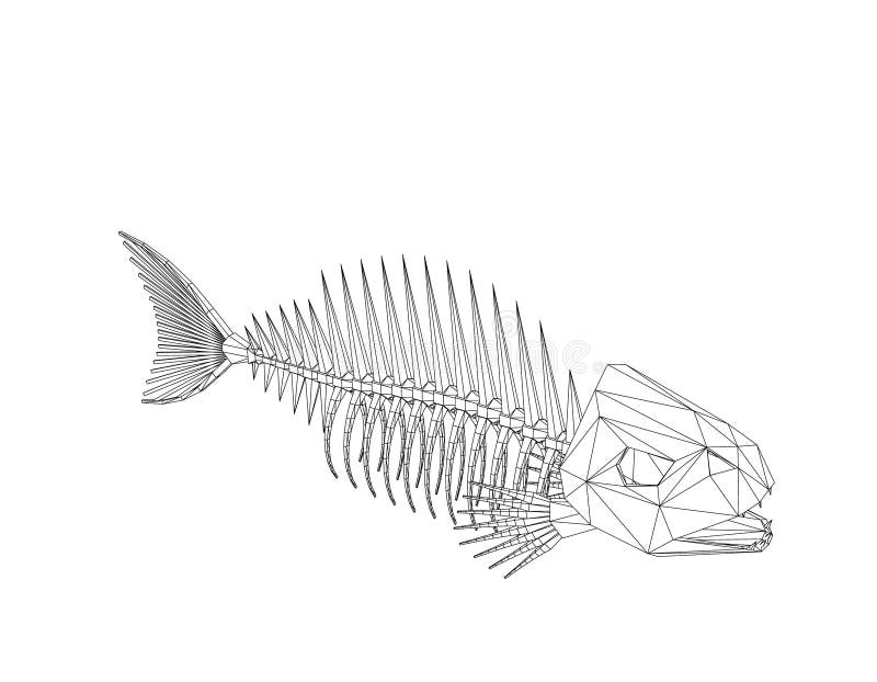 Polygonal Fish Skeleton. Isolated on White Background. Vector Outline ...