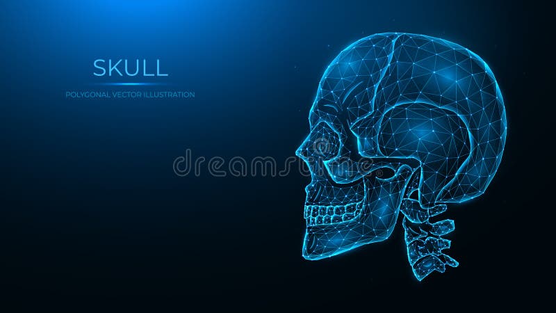 Polygonal Vector Illustration of a Human Skull, Side View. Stock ...