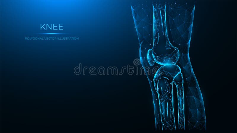 Polygonal Vector Illustration of the Knee Joint Side View. Thigh and ...