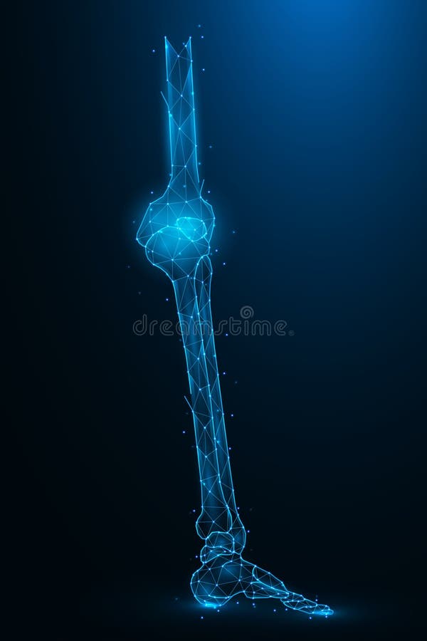 Polygonal Vector Illustration of Leg Bones on a Dark Blue Background ...