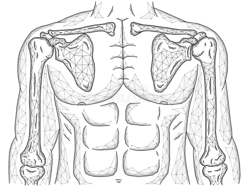 Polygonal Vector Illustration of Shoulder and Elbow Joints, Human Body ...