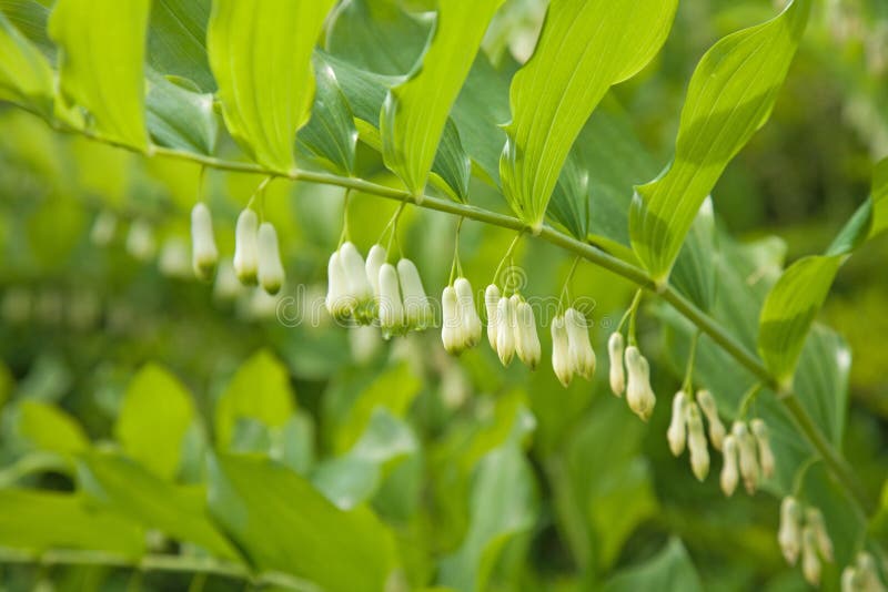 Polygonatum stock image. Image of flower, solomon, white - 9645267