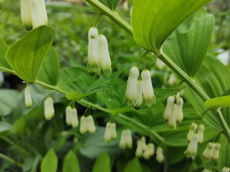 Polygonatum Multiflorum Flower in Meadow, Close Up Stock Image - Image ...