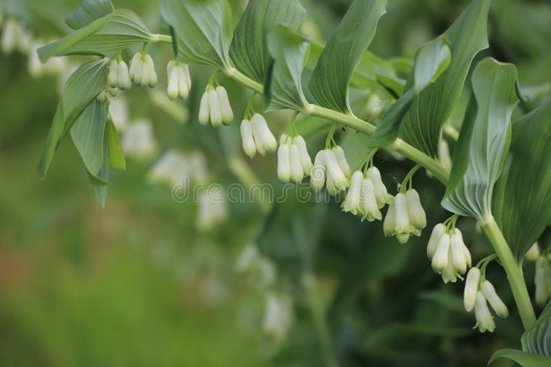 Polygonatum Multiflorum Flower in Meadow, Close Up Stock Image - Image ...
