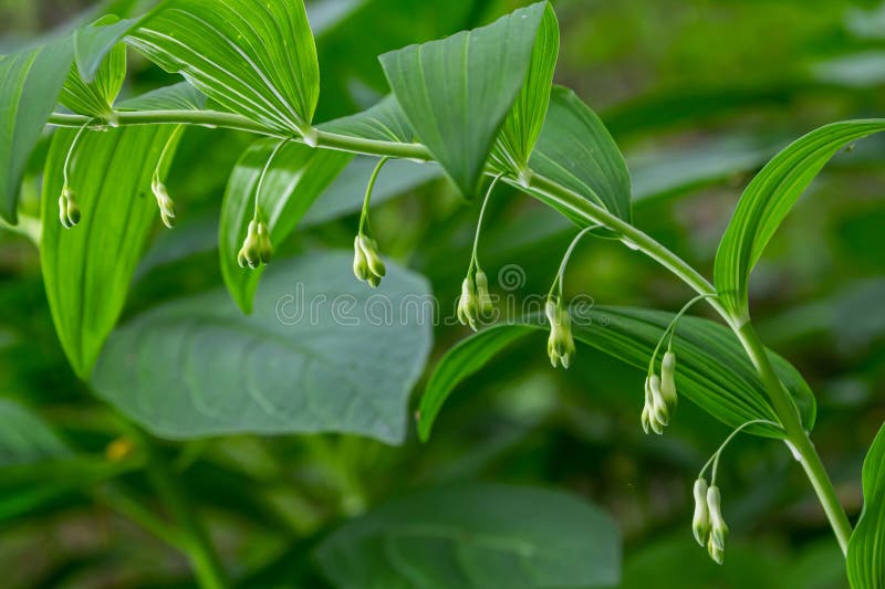 Polygonatum Multiflorum Flower in Meadow, Close Up Stock Image - Image ...
