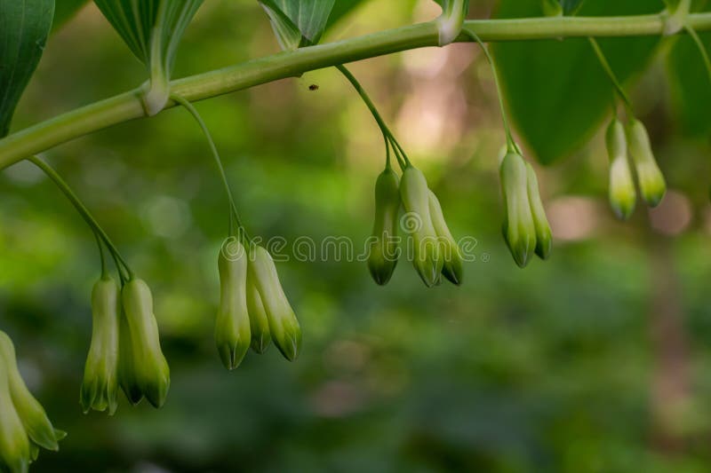 Polygonatum Multiflorum Flower in Meadow, Close Up Stock Image - Image ...